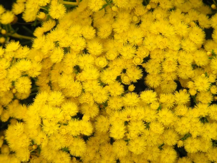 Verticordia Chrysanthella — Lullfitz Nursery