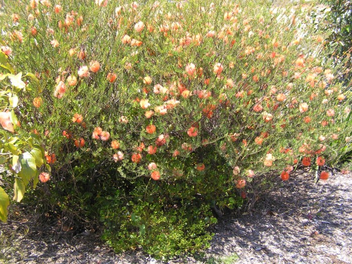 Melaleuca Fulgens — Lullfitz Nursery