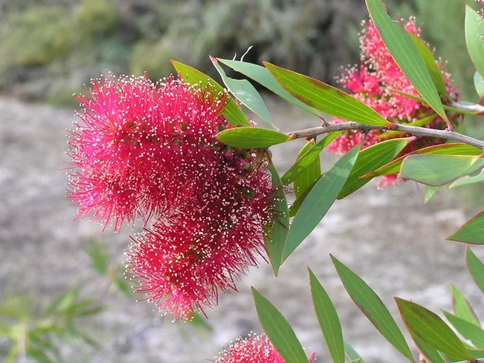 Melaleuca Viridiflora — Lullfitz Nursery