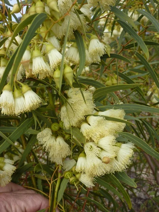 Eucalyptus Beardiana Tree Form — Lullfitz Nursery