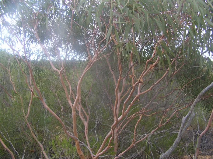 Eucalyptus Beardiana Mallee — Lullfitz Nursery