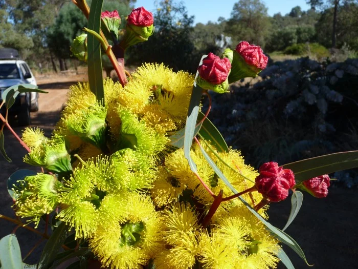 Eucalyptus Erythrocorys — Lullfitz Nursery