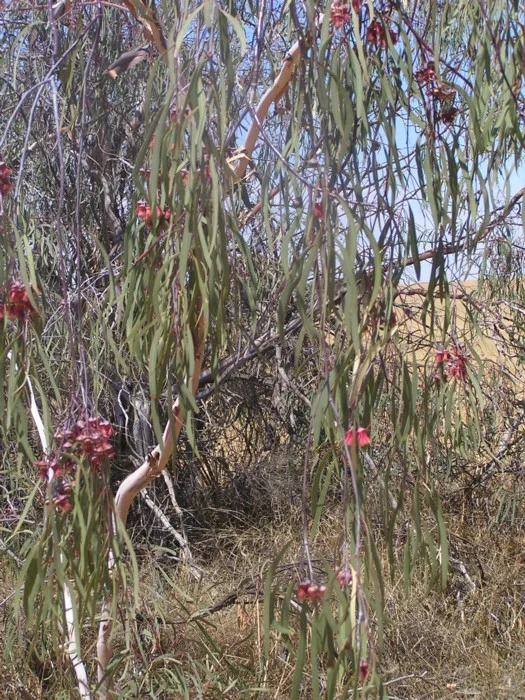 Eucalyptus Synandra — Lullfitz Nursery