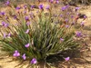 Patersonia Occidentalis — Lullfitz Nursery