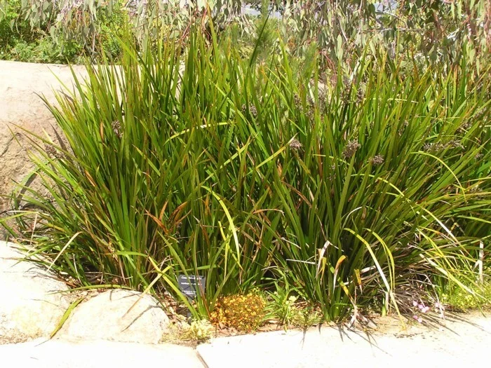 Lepidosperma Gladiatum — Lullfitz Nursery