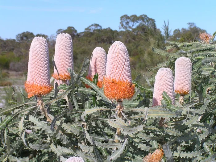 Banksia Prionotes Dwarf — Lullfitz Nursery