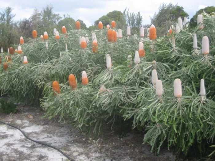 Banksia Prionotes Dwarf — Lullfitz Nursery