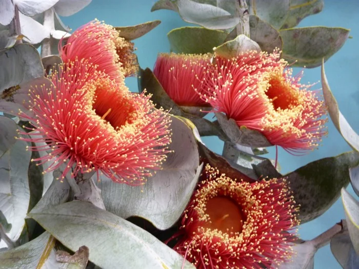 Eucalyptus Macrocarpa — Lullfitz Nursery