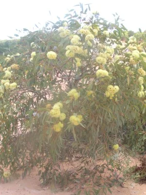 Eucalyptus Roycei — Lullfitz Nursery