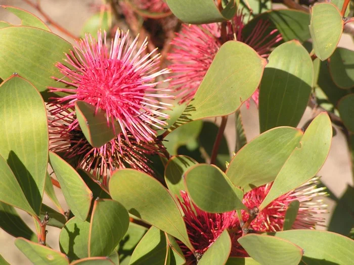 Hakea Laurina — Lullfitz Nursery
