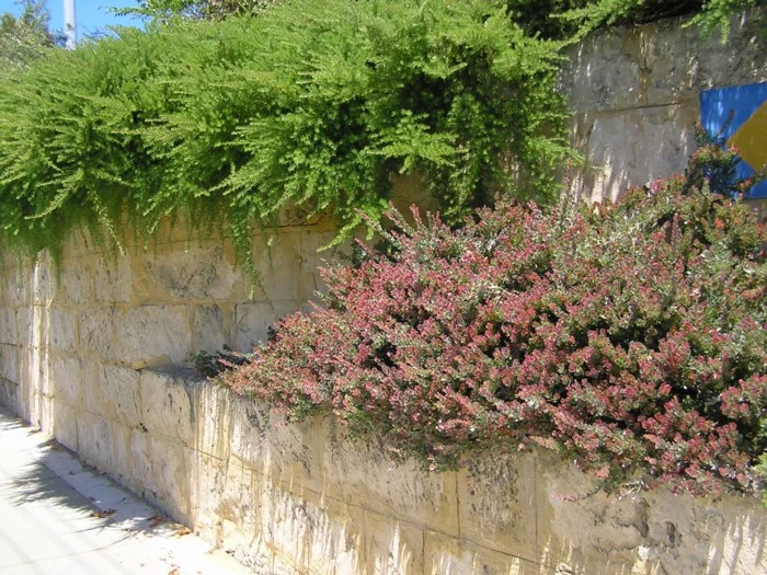 Adenanthos Cuneatus — Lullfitz Nursery