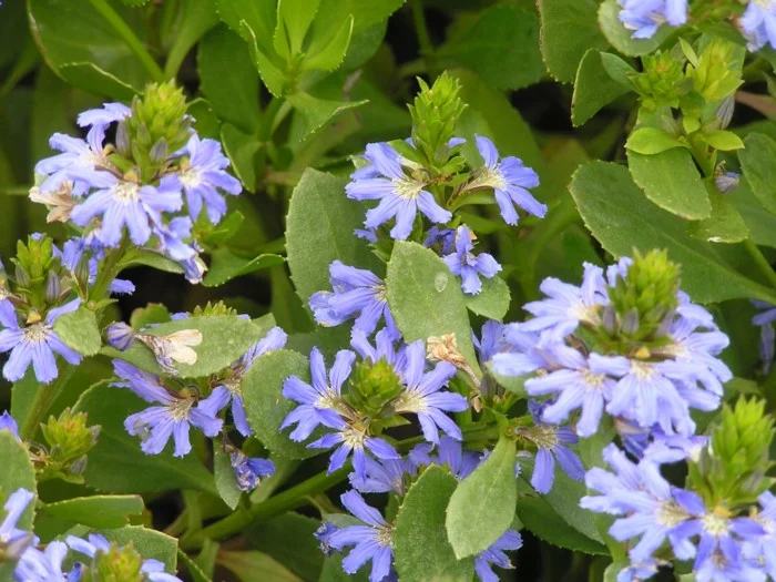 Scaevola Nitida — Lullfitz Nursery