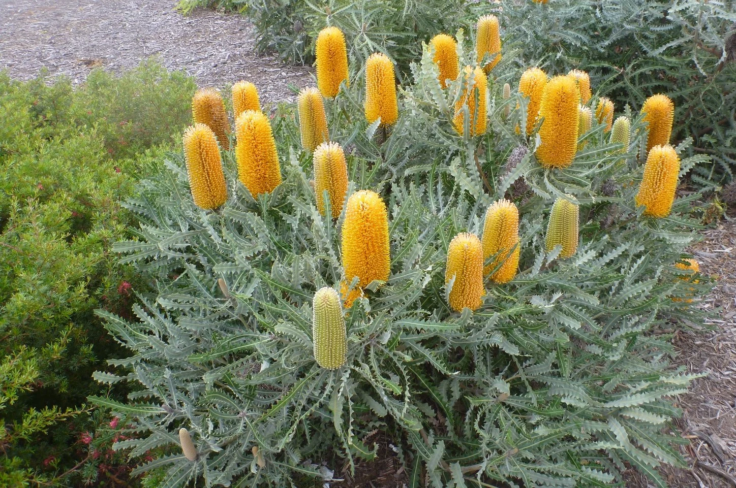 Banksia Ashbyi Dwarf — Lullfitz Nursery