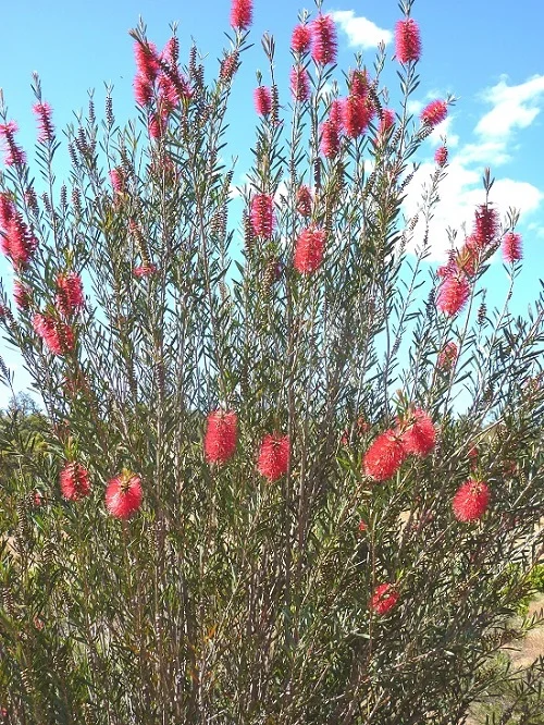 Callistemon phoeniceus ‘Pencil’ — Lullfitz Nursery