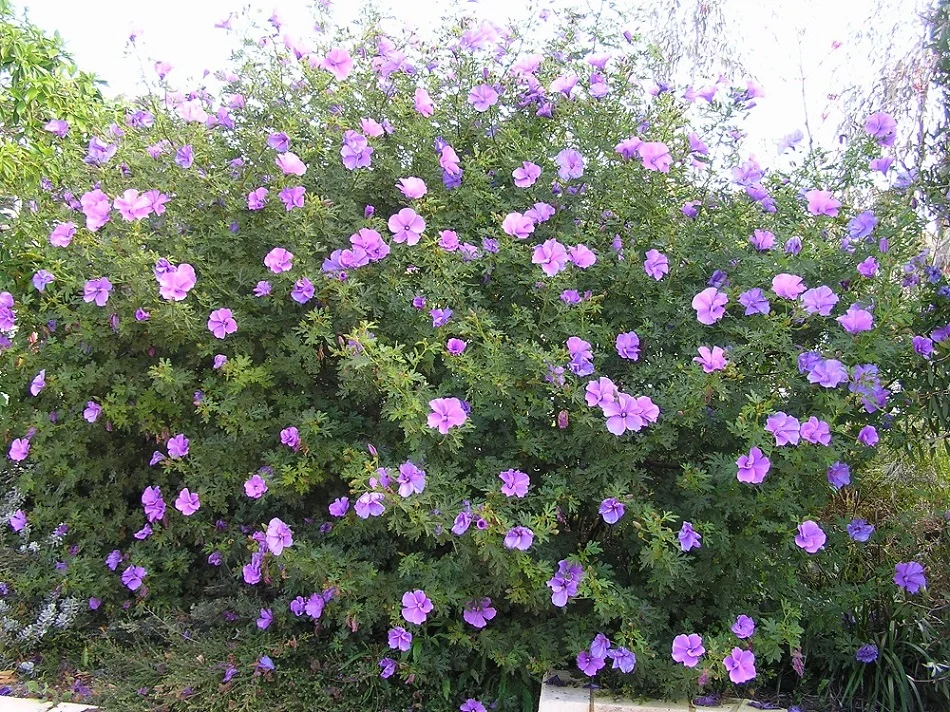 Alyogyne Huegelii Purple Hibiscus — Lullfitz Nursery