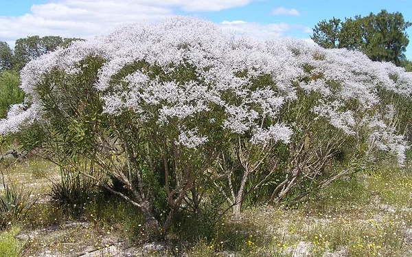 Conospermum Triplinervium — Lullfitz Nursery