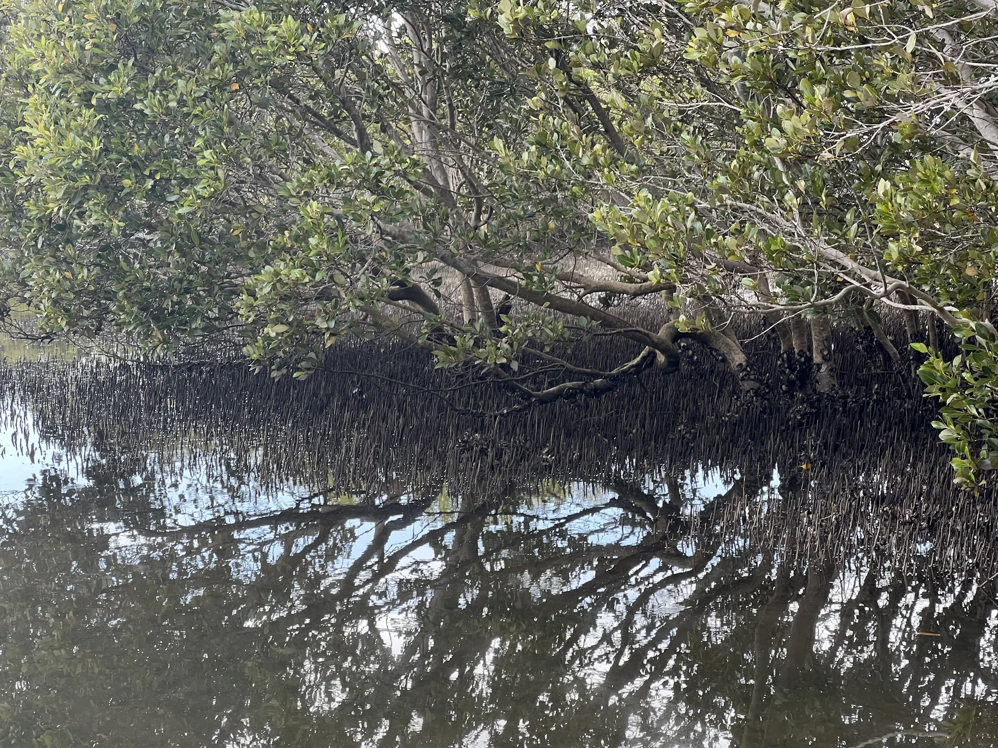 Mangroves Drawing