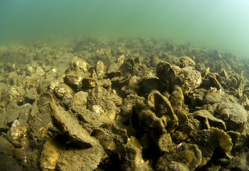 Underwater Oyster Bed