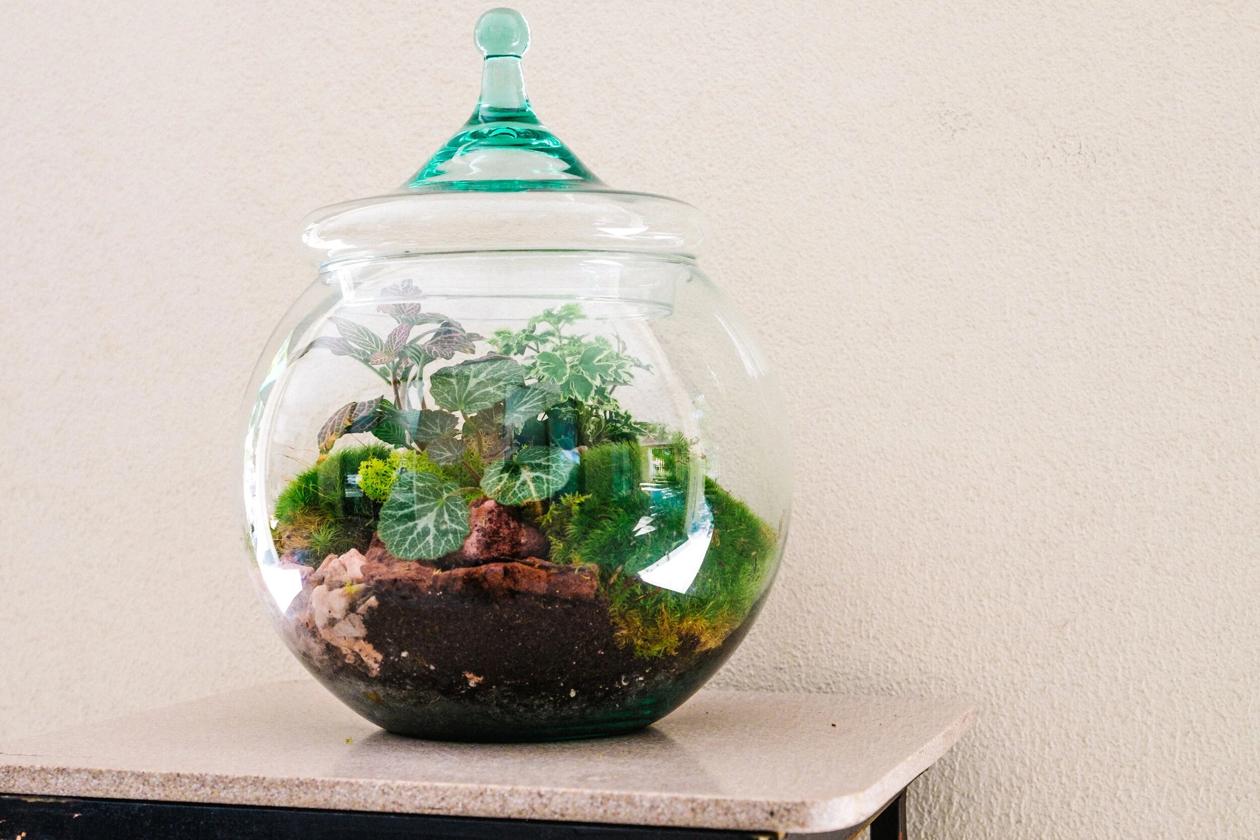 Terrarium Care