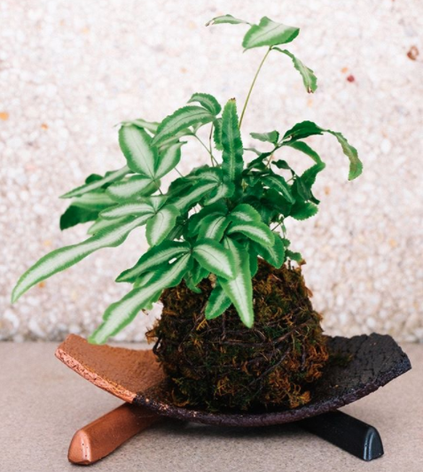 Kokedama Care