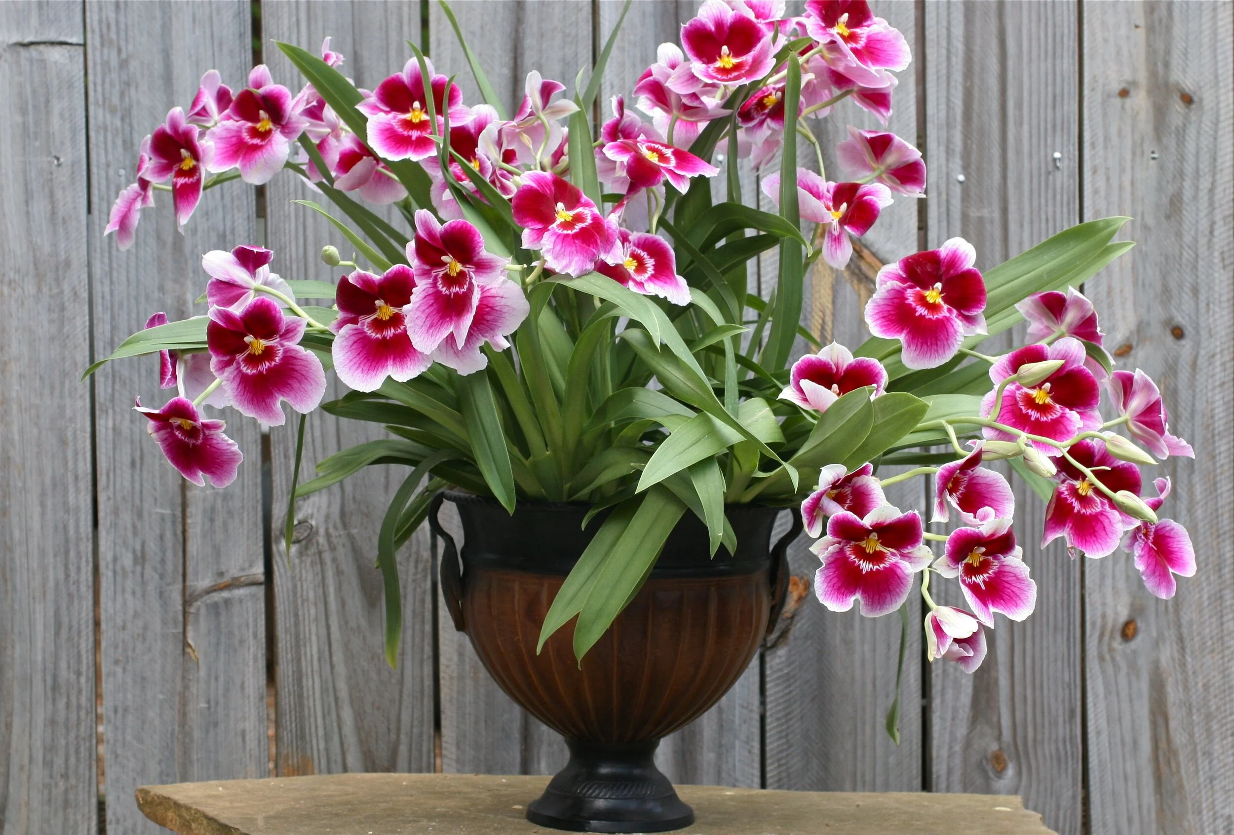 Miltonia Care