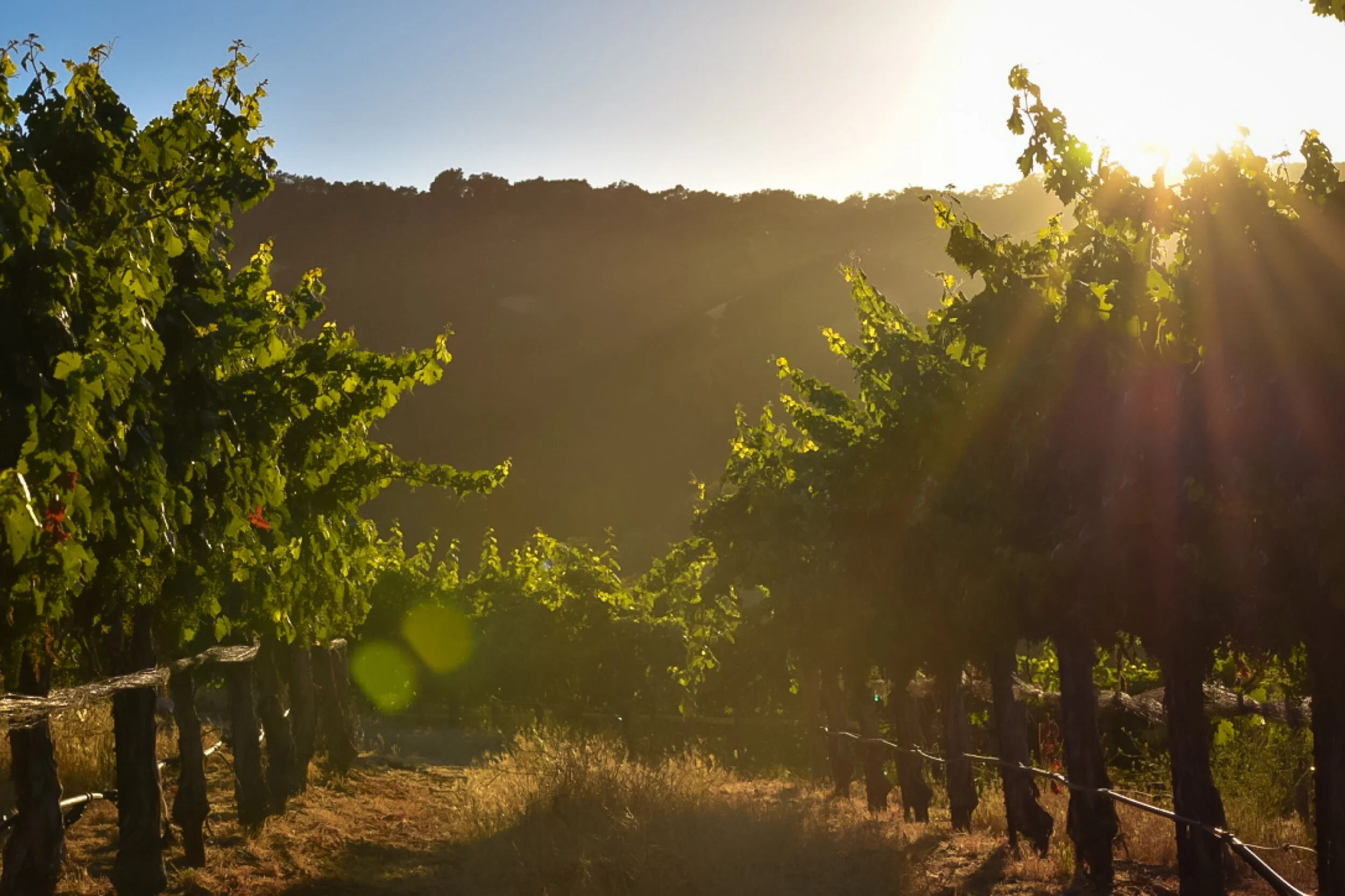 Oso Libre Winery