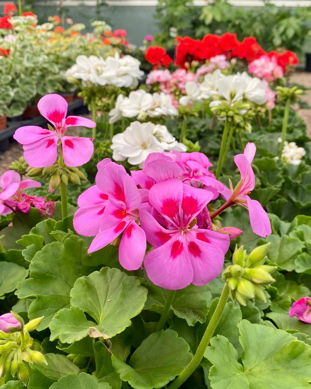 New barns Nurseries
