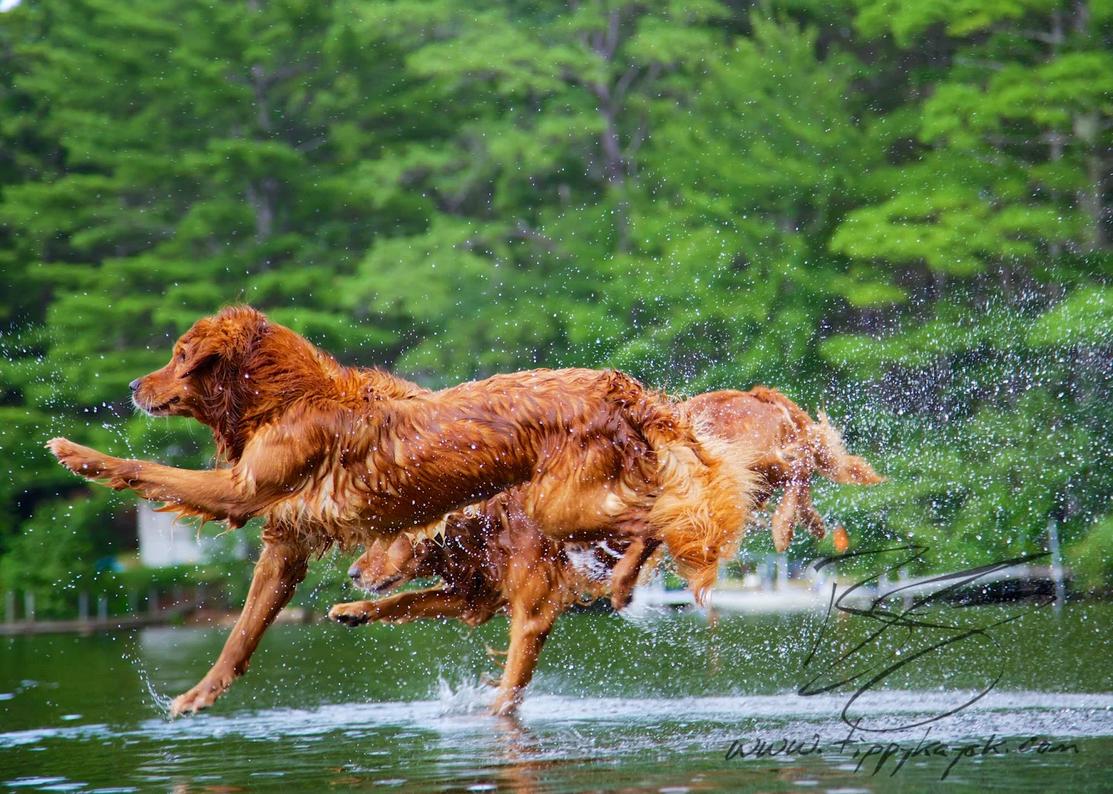 Dock Dogs — Tippykayak Dog Training & Photography