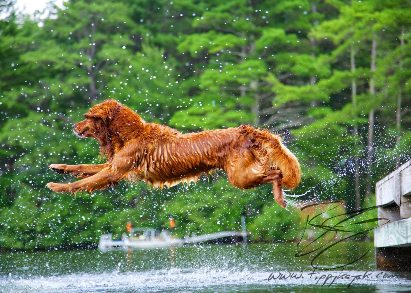 Dock Dogs — Tippykayak Dog Training & Photography