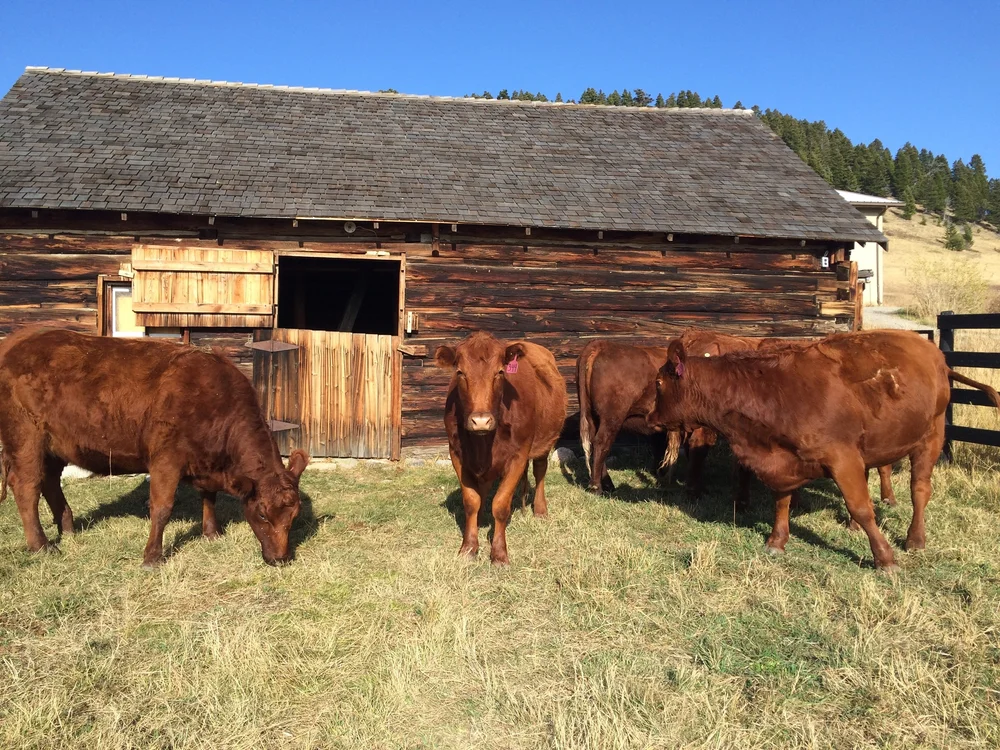 Mitchell Bros. Beef - 100% Grass Fed Beef - Calgary & Pincher Creek