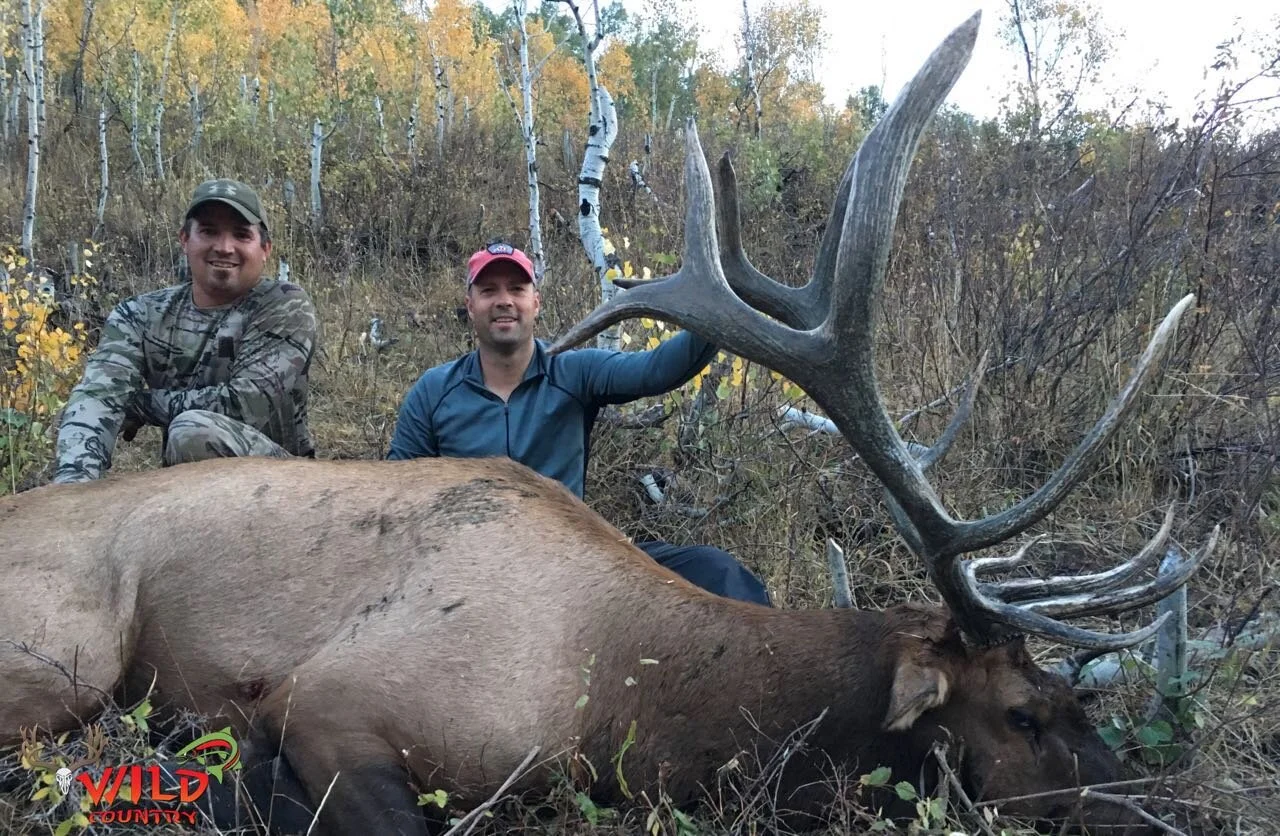 Elk — Wild Country Outfitters