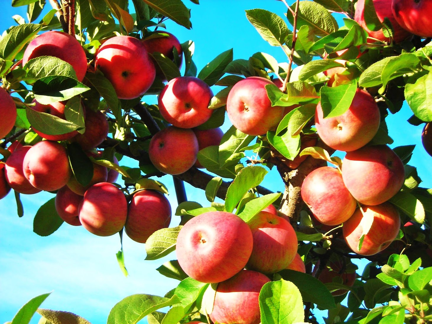 Treworgy Family Orchards | Come Gather Beautifully -- Apple Picking ...