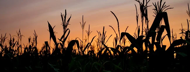Night Maze — Treworgy Family Orchards | Come Gather Beautifully ...