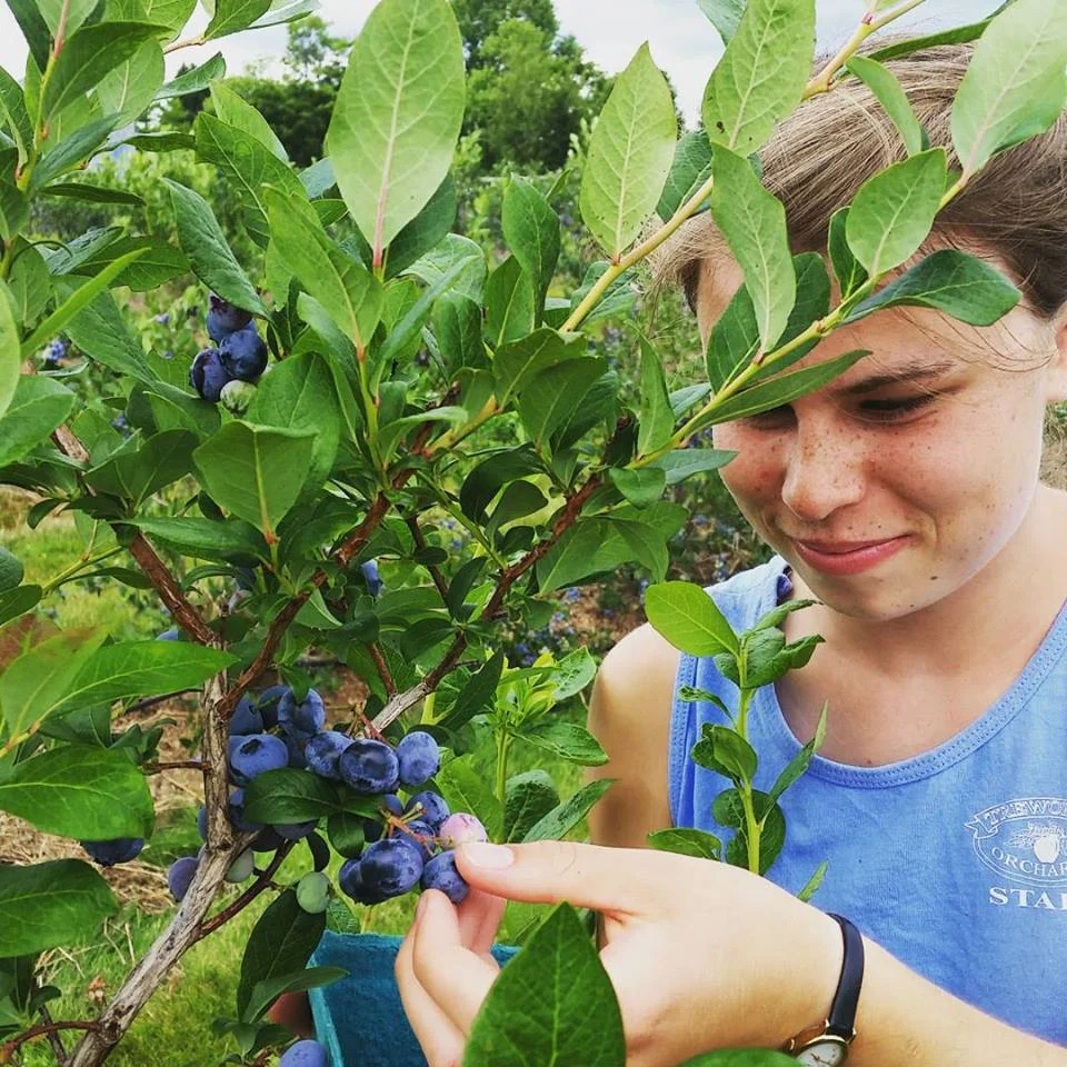 Berries — Treworgy Family Orchards | Come Gather Beautifully -- Apple ...