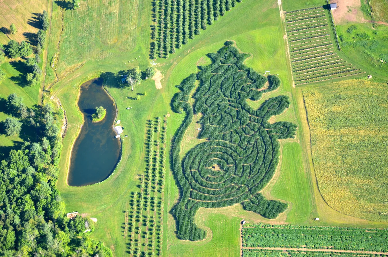 Corn Maze — Treworgy Family Orchards | Come Gather Beautifully -- Apple ...
