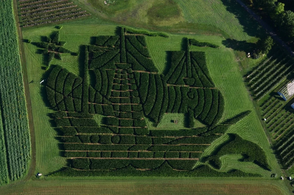 Corn Maze — Treworgy Family Orchards | Come Gather Beautifully -- Apple ...