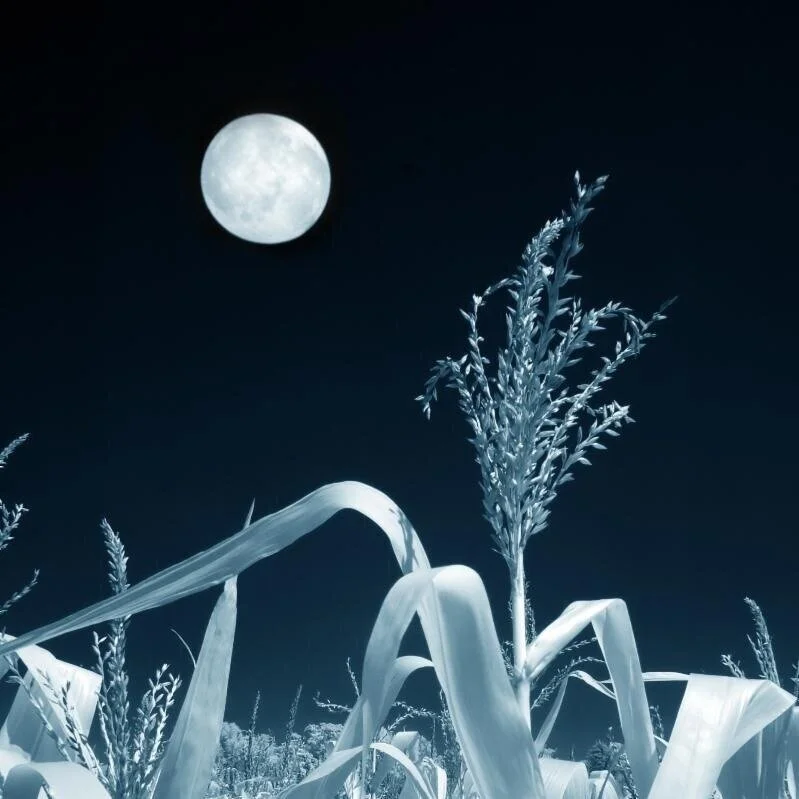 Night Maze — Treworgy Family Orchards | Come Gather Beautifully ...