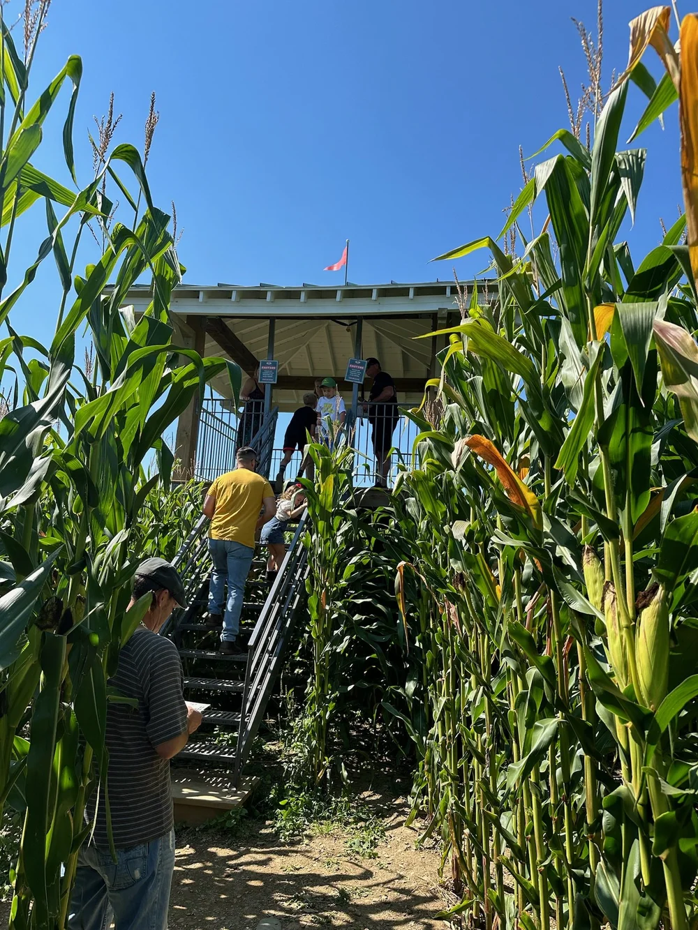 Corn Maze — Treworgy Family Orchards | Come Gather Beautifully -- Apple ...