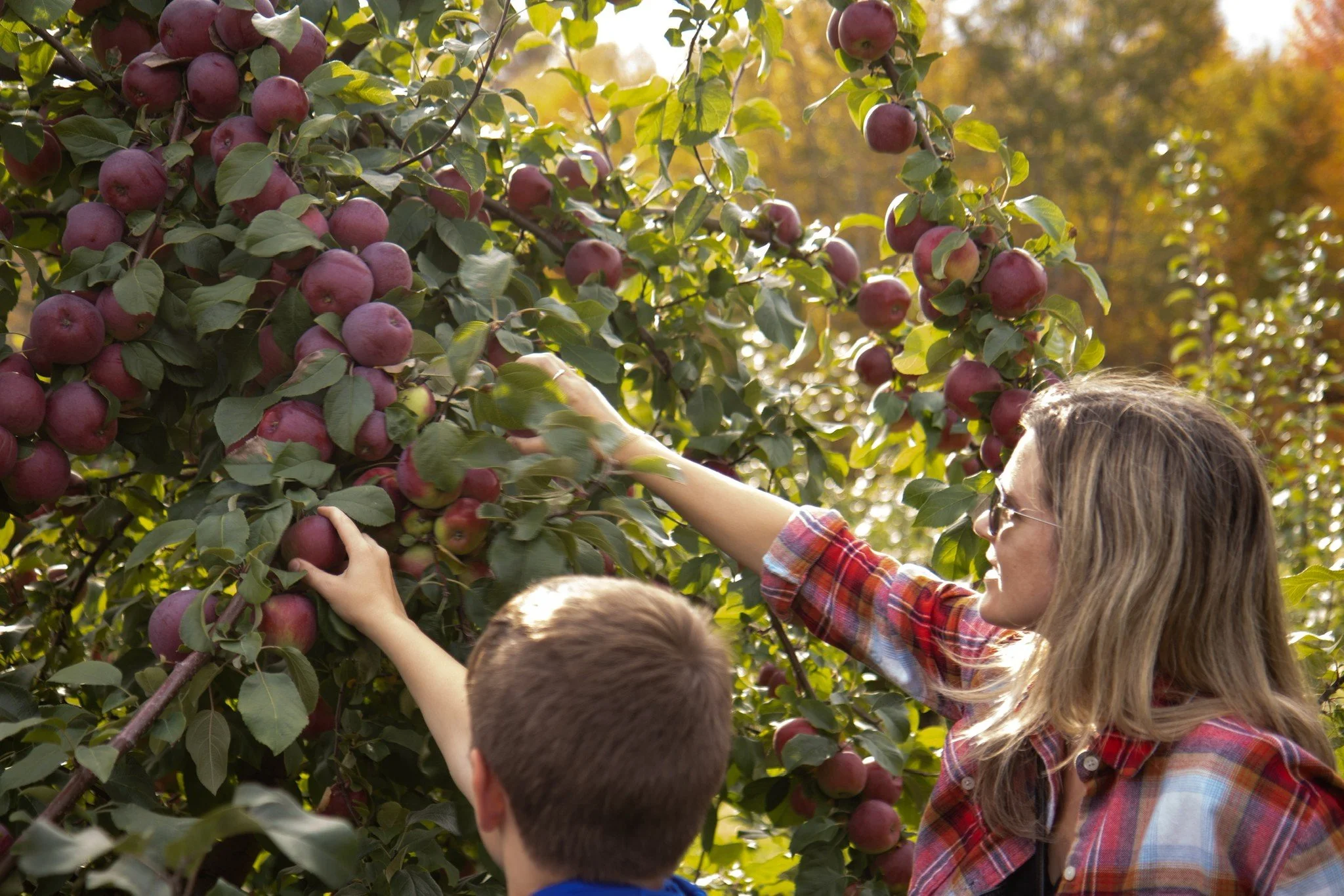 Farm Camp and Education — Treworgy Family Orchards | Come Gather ...