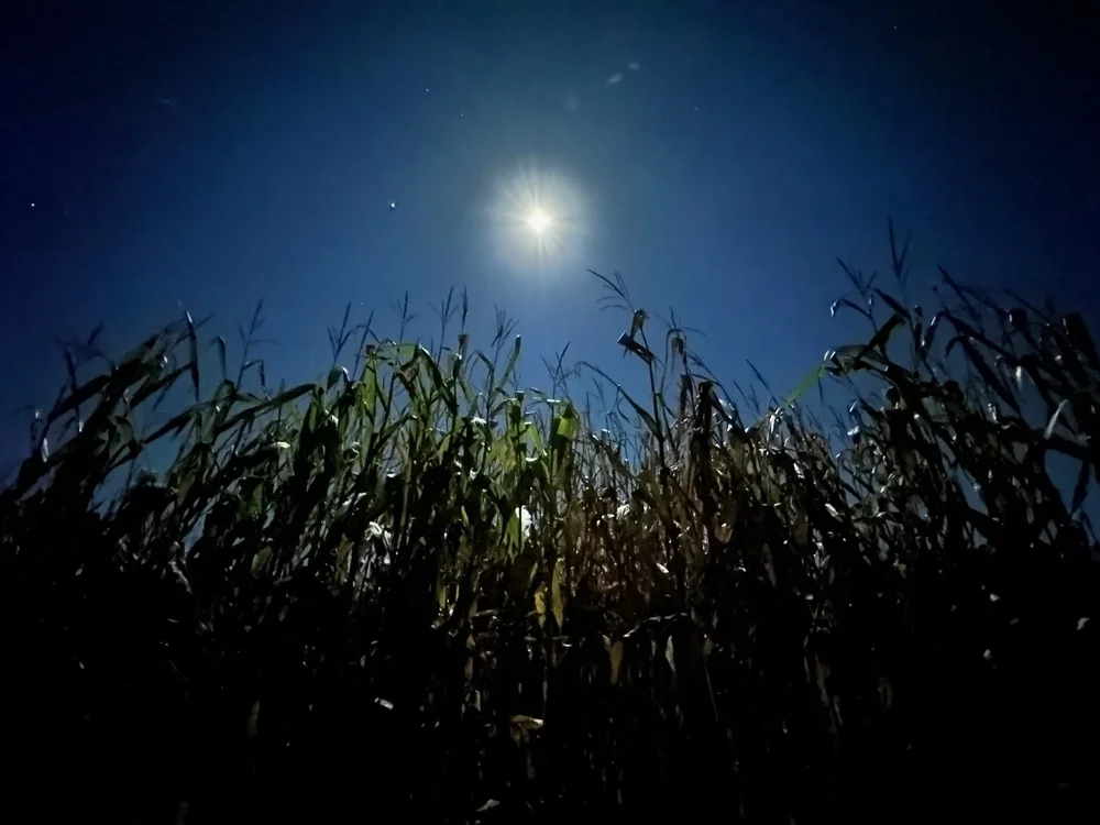 Night Maze — Treworgy Family Orchards | Come Gather Beautifully ...