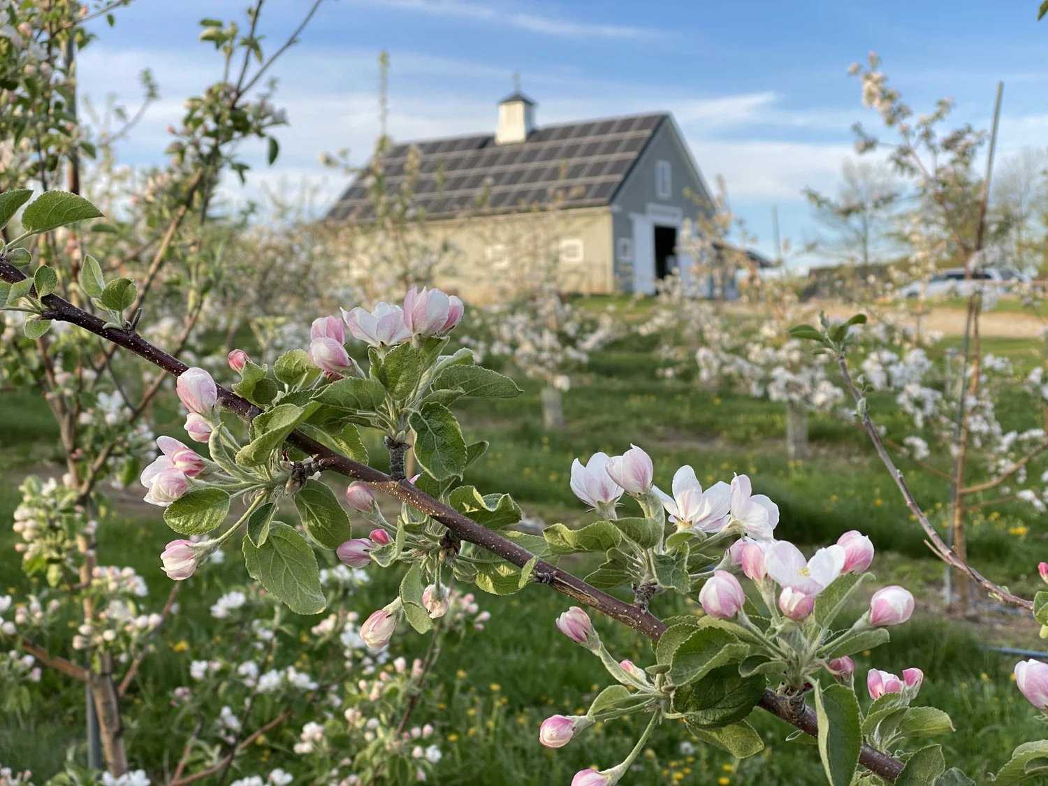 Treworgy Family Orchards | Come Gather Beautifully -- Apple Picking ...