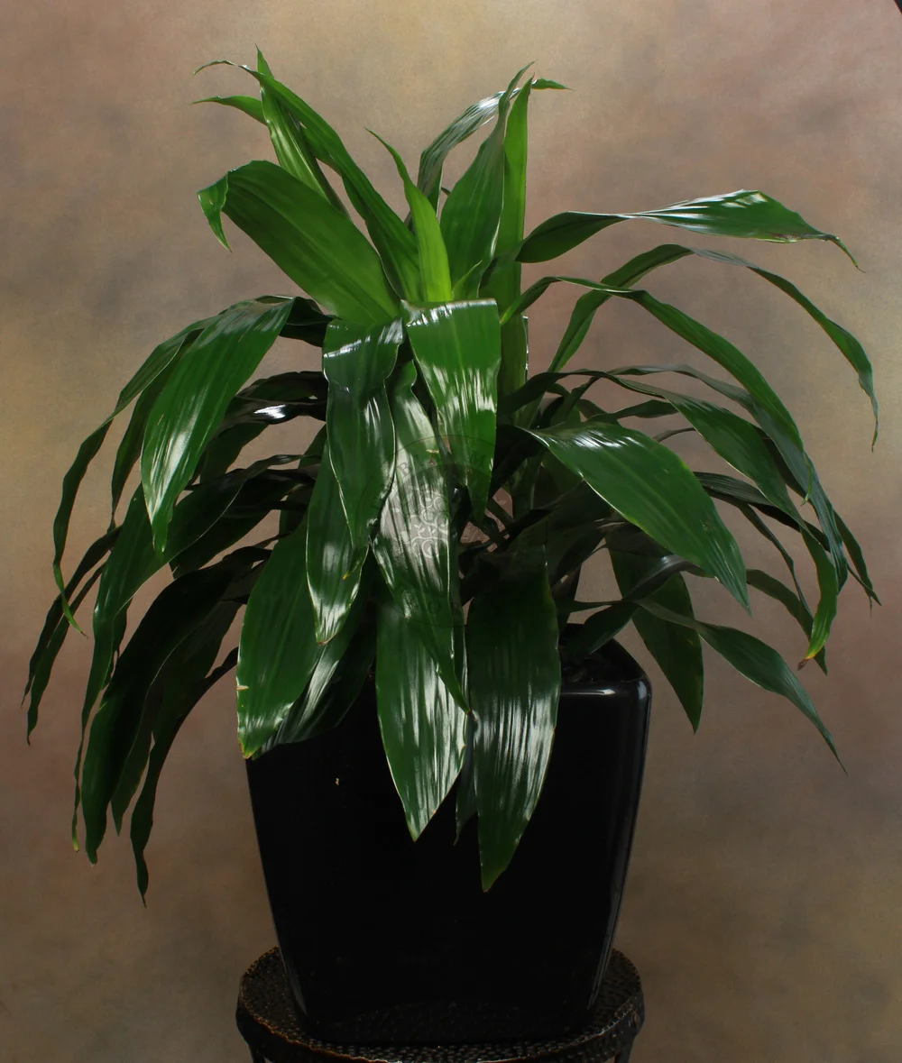 Dracaena Janet Craig Flower