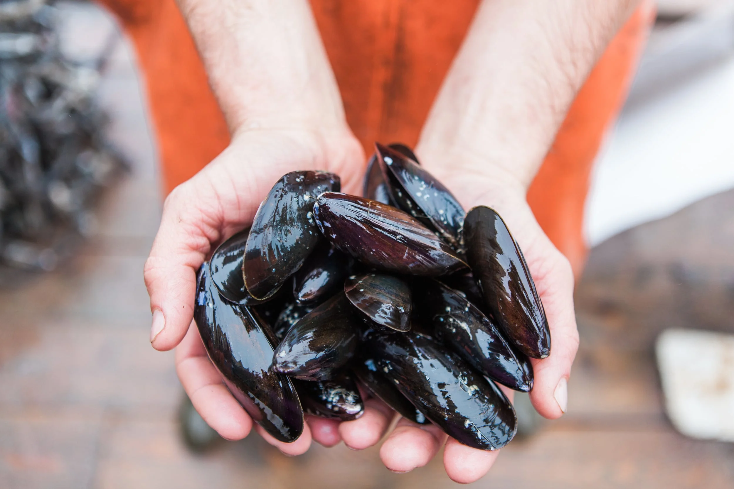 Bangs Island Mussels