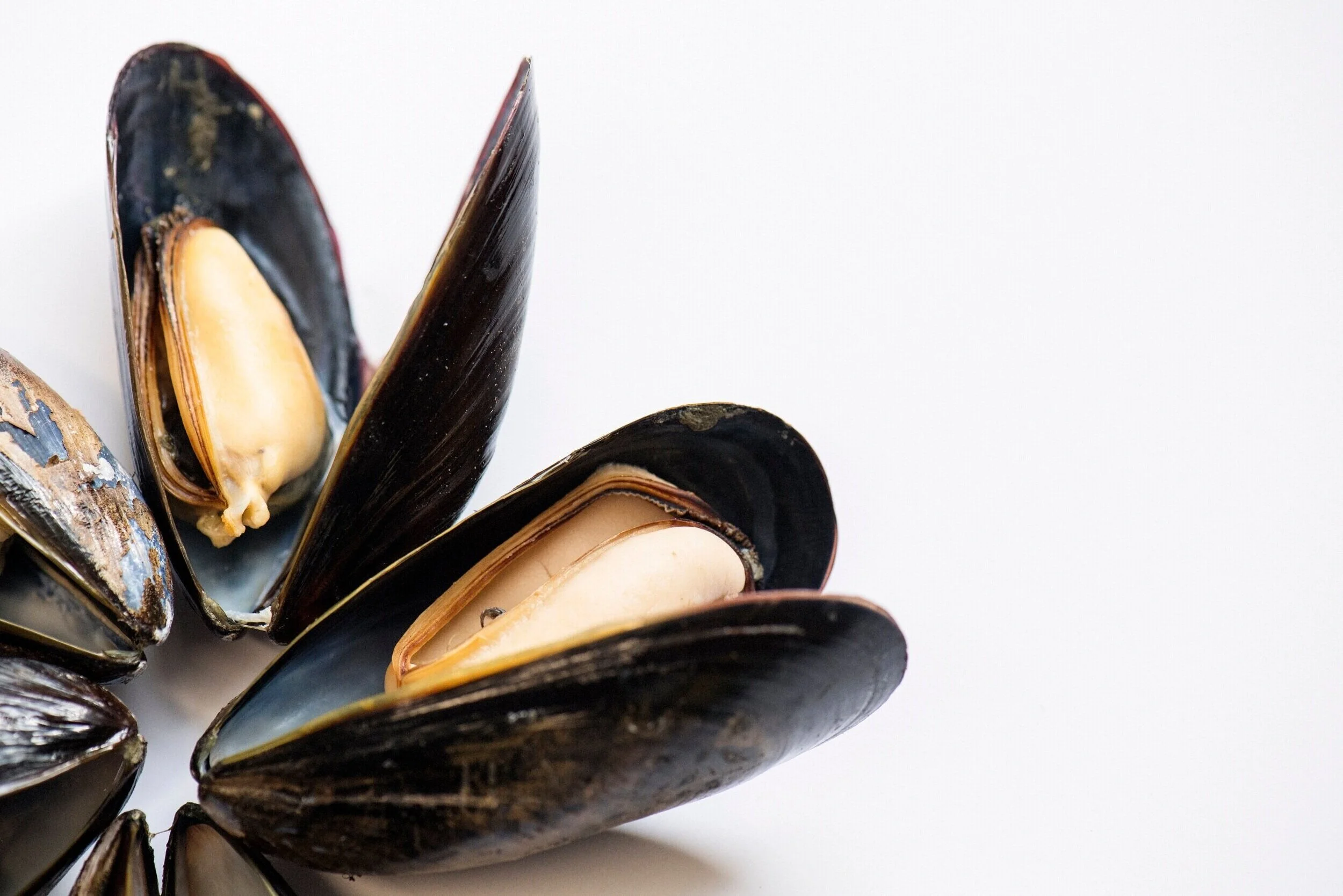 Bangs Island Mussels