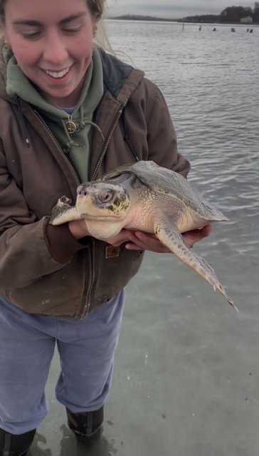 ‘Team effort’ rescues rare sea turtle from freezing ocean water at Hull ...