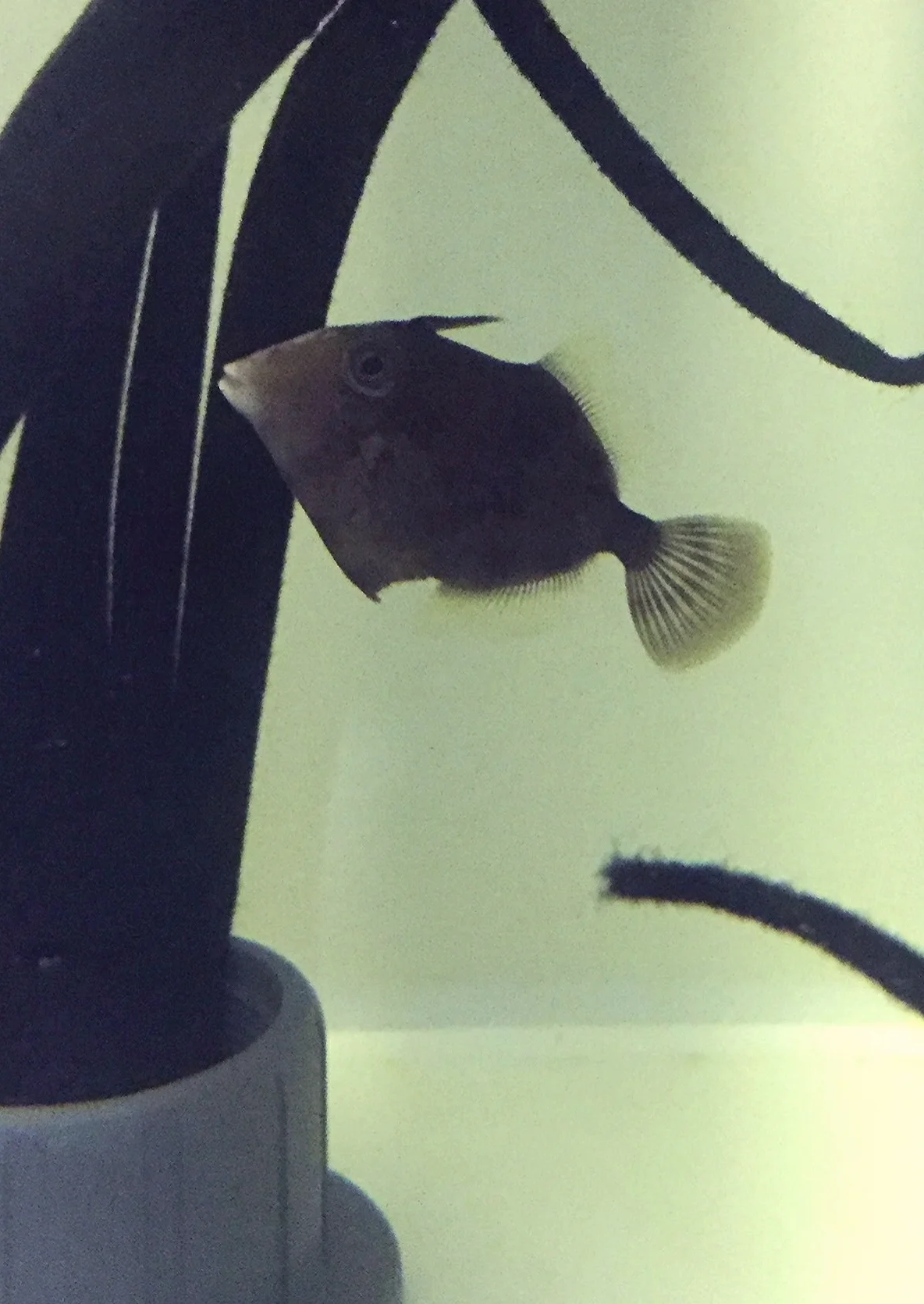 Species Identification — GSOproject.org