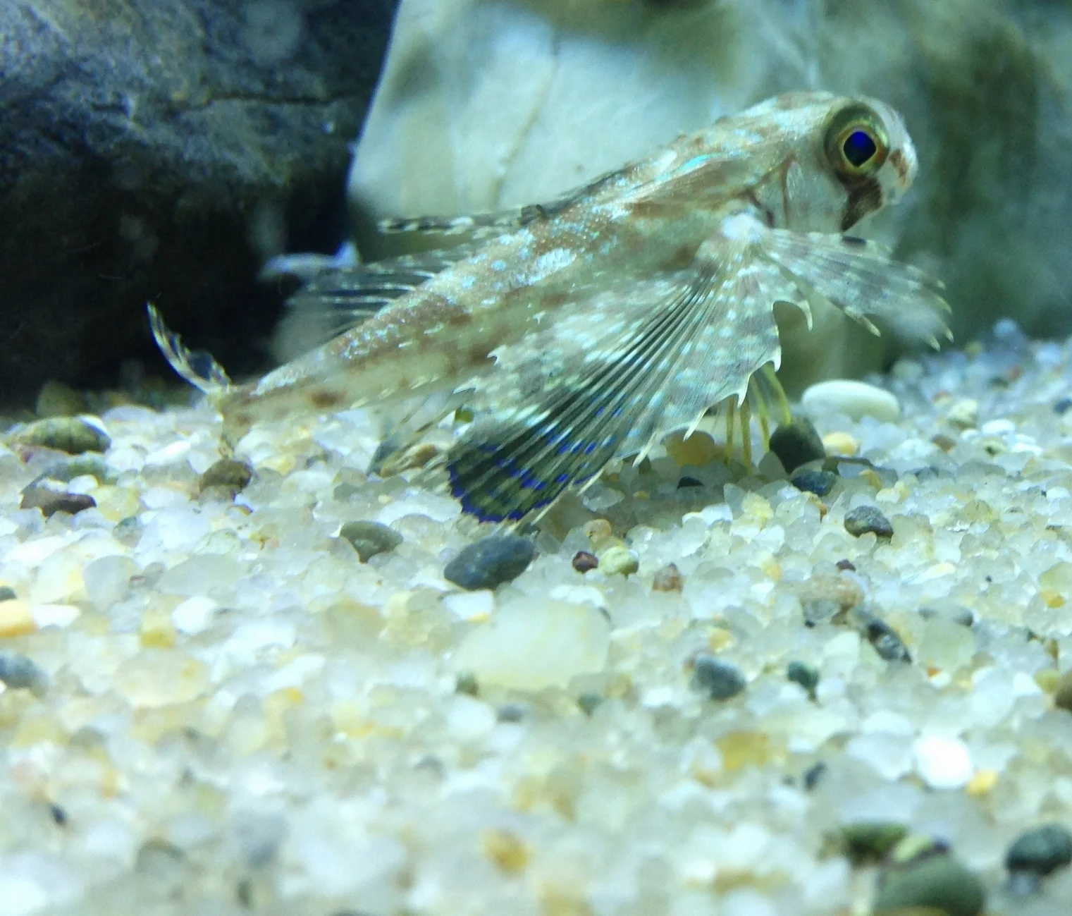 Species Identification — GSOproject.org