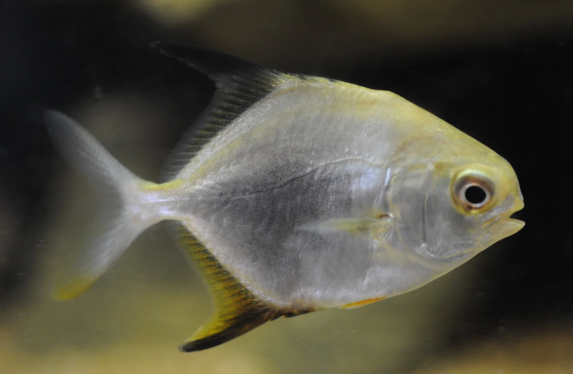 Species Identification — GSOproject.org