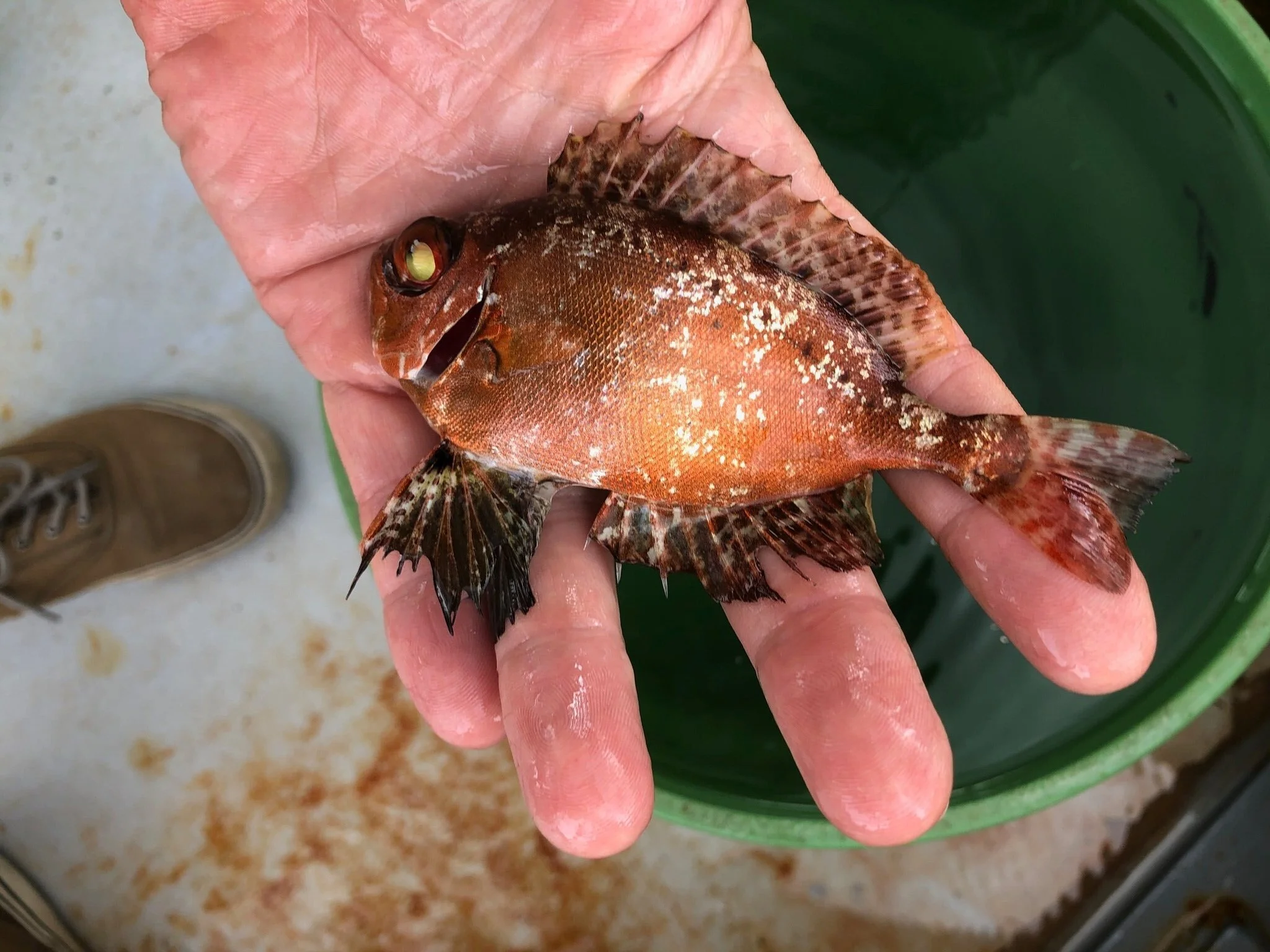 Species Identification — GSOproject.org