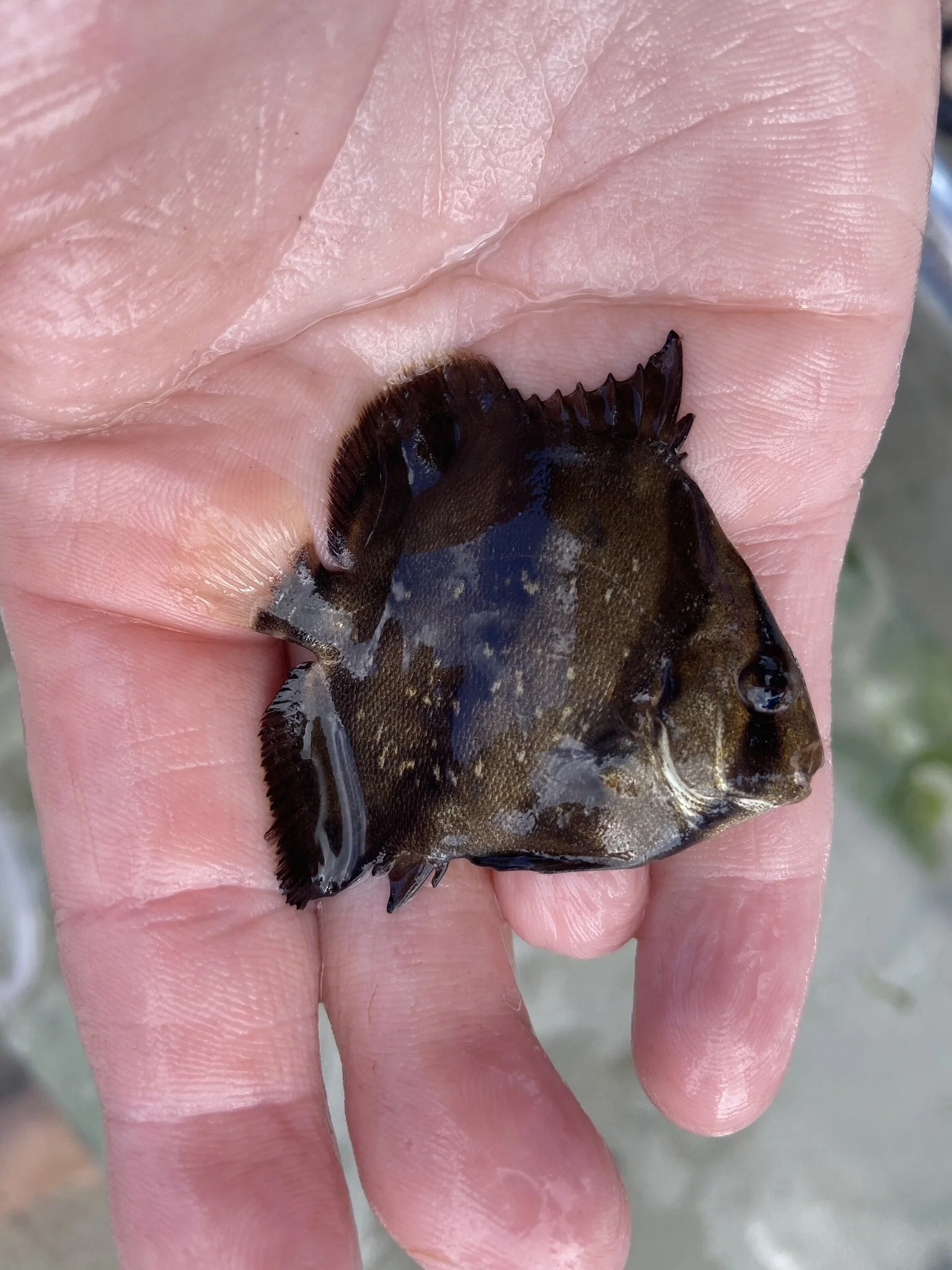 Species Identification — GSOproject.org